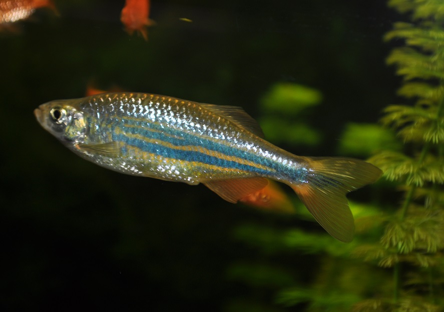 ZOOTOGRAFIANDO (5.836 ANIMALS): DANIO GIGANTE / GIANT DANIO (Devario ...