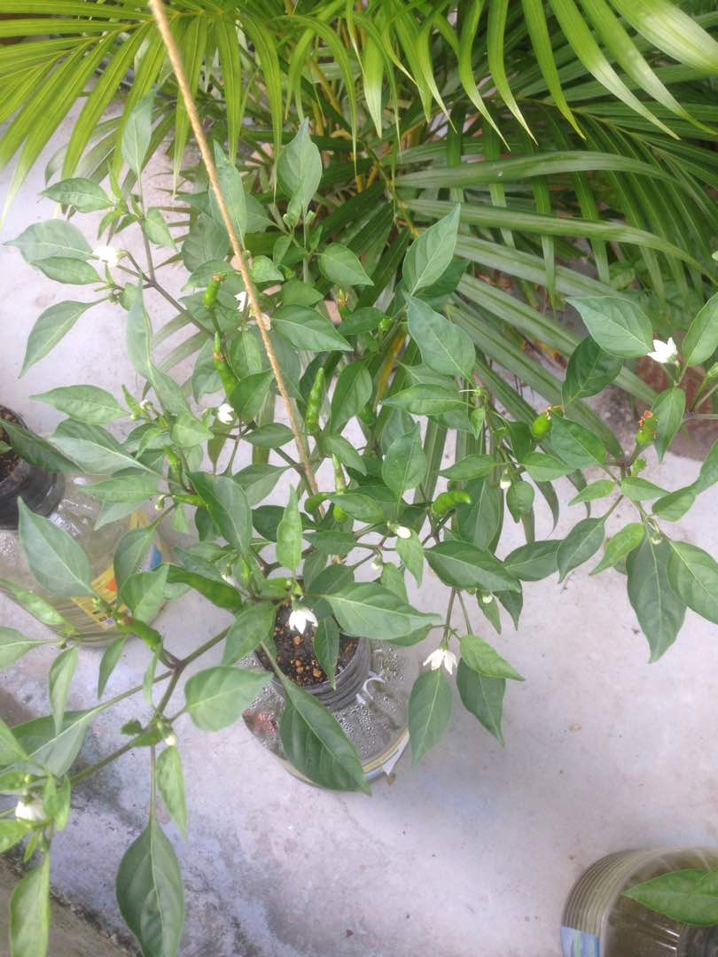 Jom Tanam Sayur ( JTS ) : Cili Api Akar dan Bara HidroponikJom Tanam ...