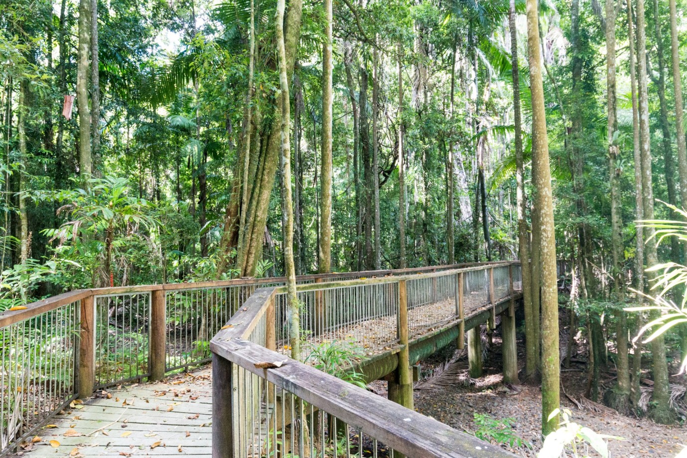 National Park Odyssey: Mount Mee Forest Trail Drive, D'Aguilar National ...