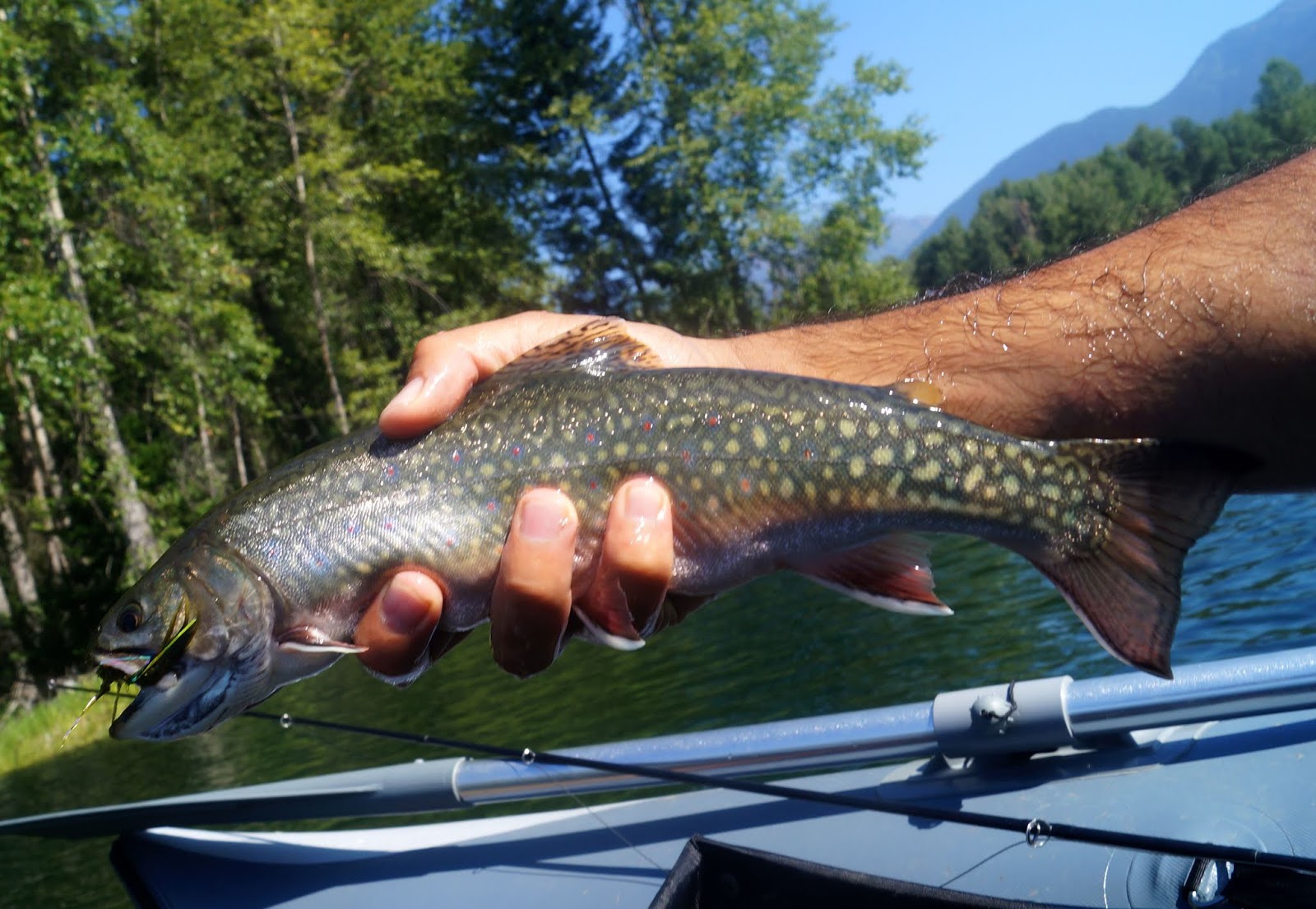 Ebi Fisher: Skagit River British Columbia , Rainbow trout , Brook trout ...