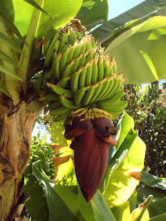 The Evolution of a Banana and a Community