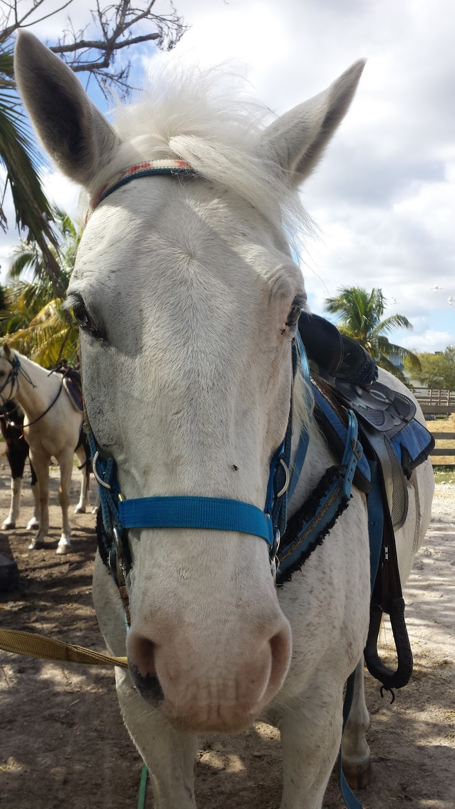 Justin Culmo Photos.