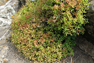 Monanthes anagensis Praeger 1925 (Pelotilla de Anaga)