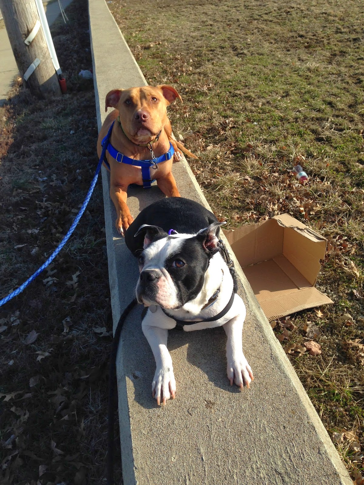 Walk the Walk | The Ruff Life