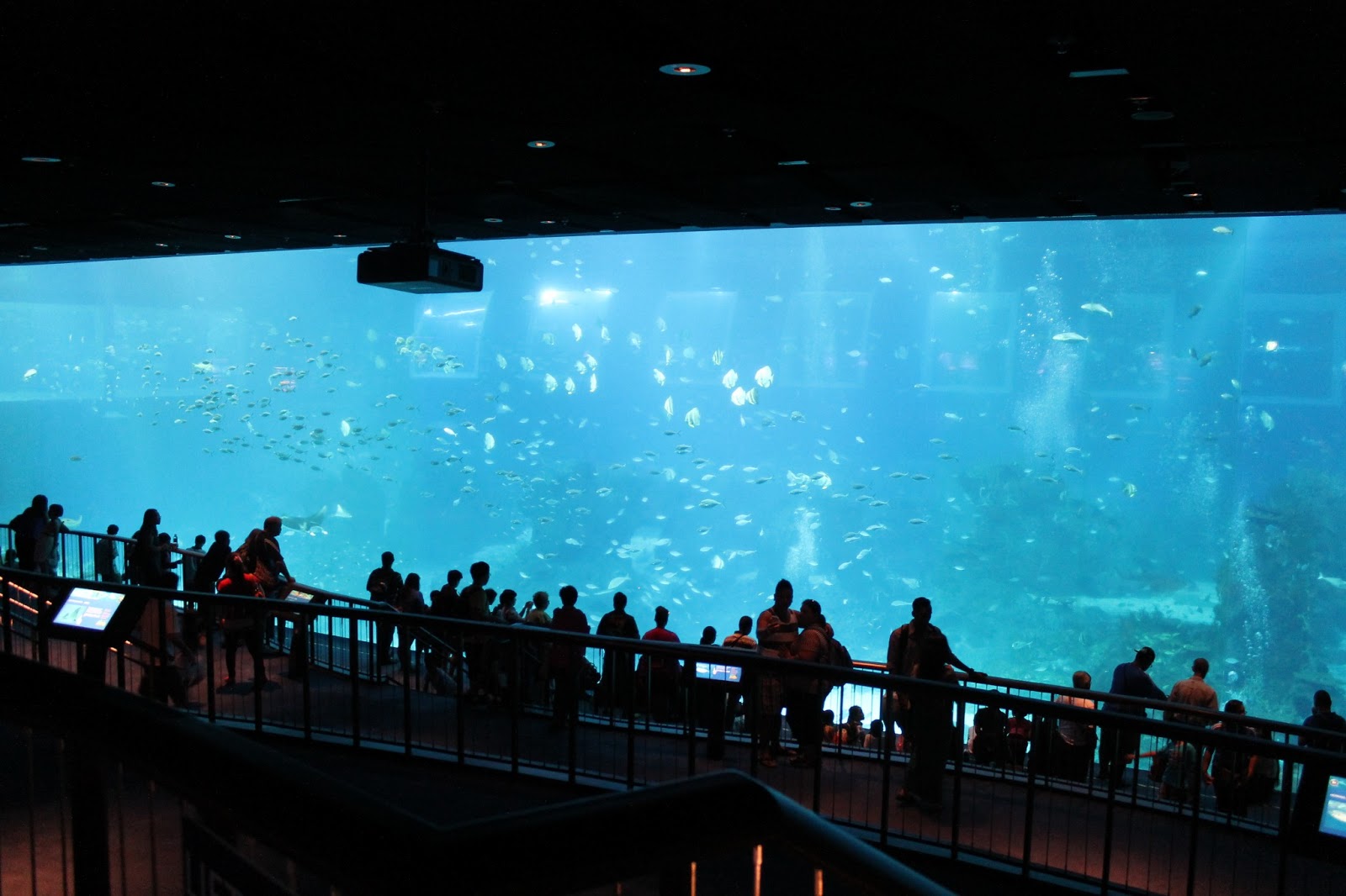 MINNESOTA BABY: The world's largest aquarium.