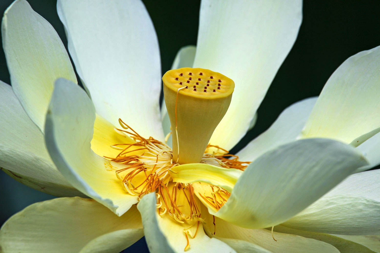 Southern Lagniappe: Claiborne County Lotus Flowers