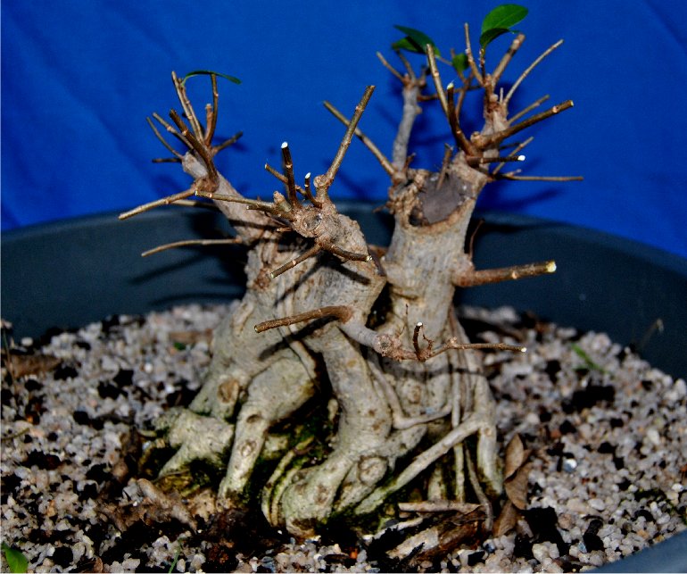 LENNARD'S BONSAI BEGINNINGS.: Ficus burkei sumo trunk