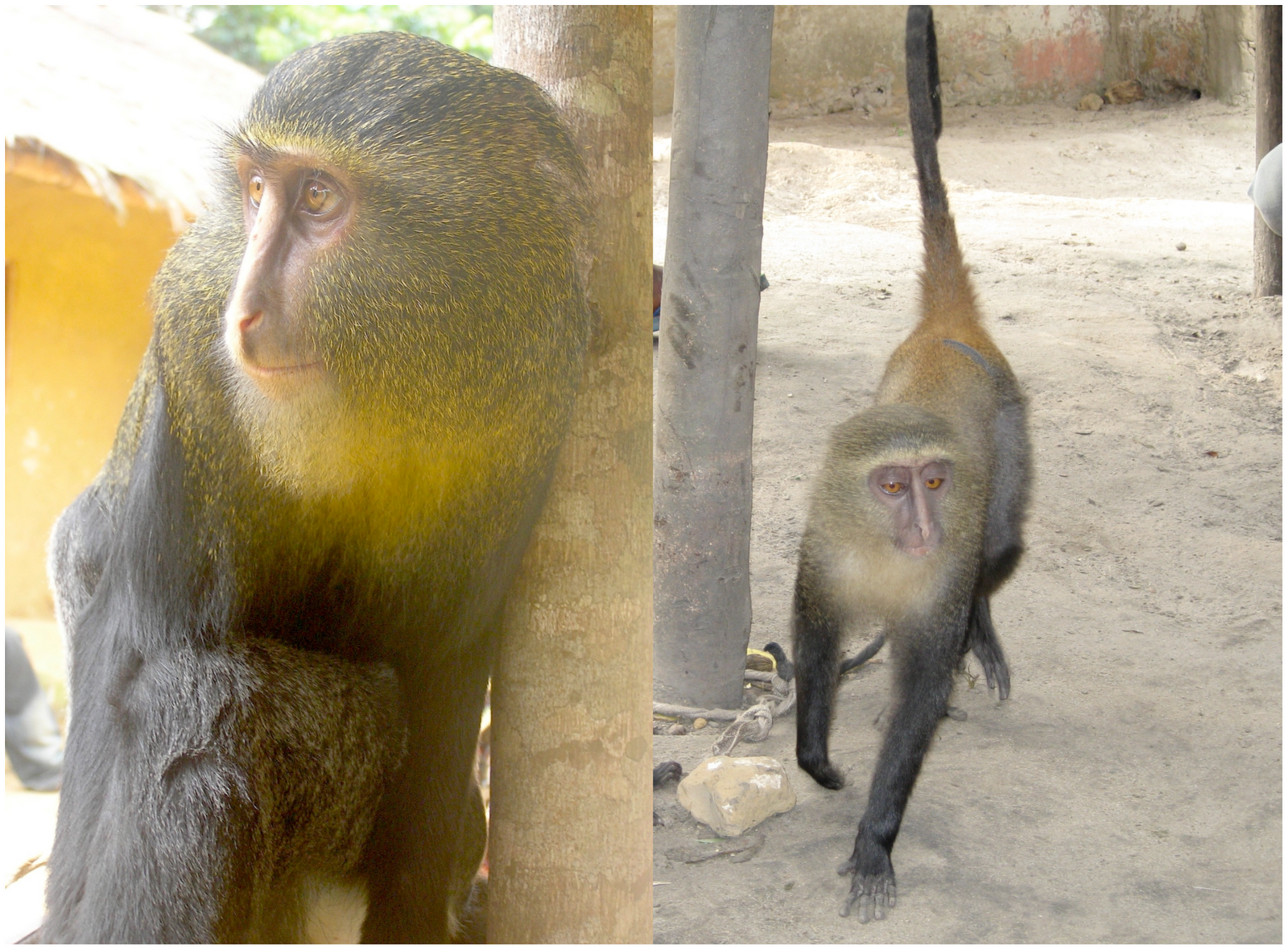 The Prancing Papio: The Lesula: A New Species of Cercopithecus ...