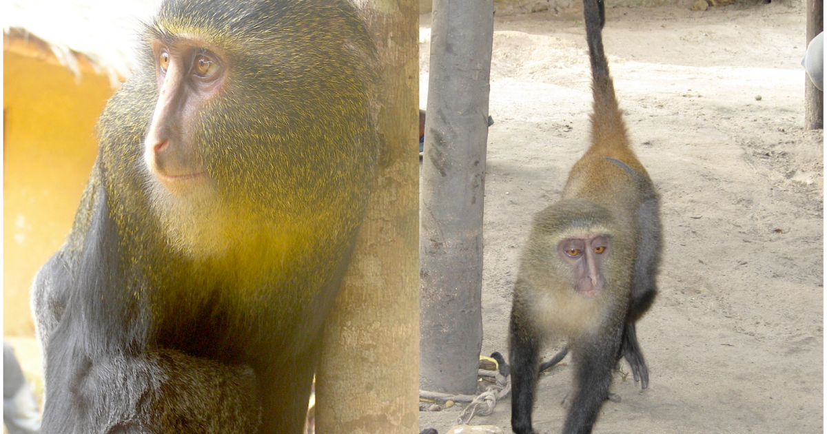 The Prancing Papio: The Lesula: A New Species of Cercopithecus ...