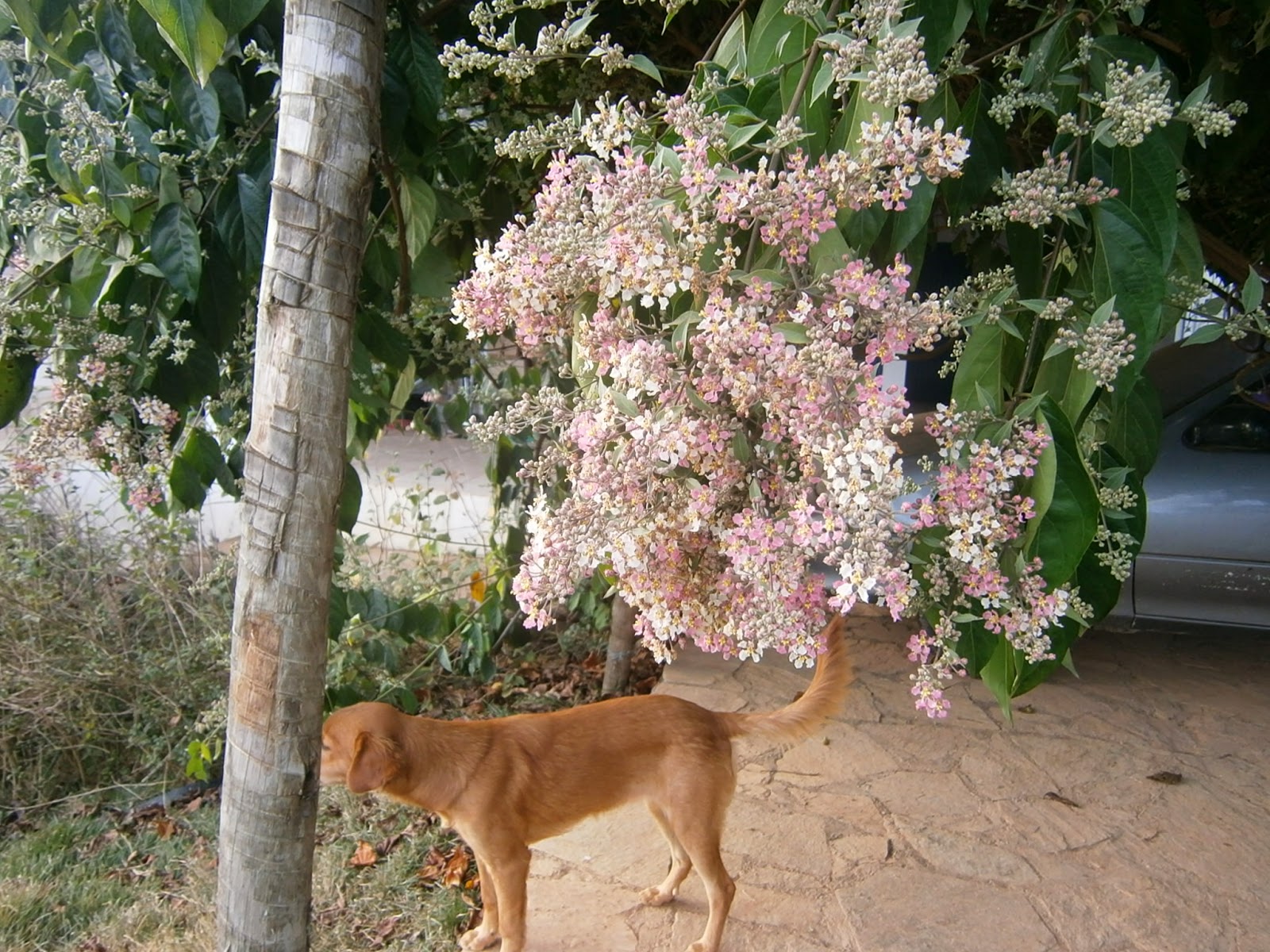 Zelando pela Chacrona e pelo Jagube: Segunda Floração do Jagube!
