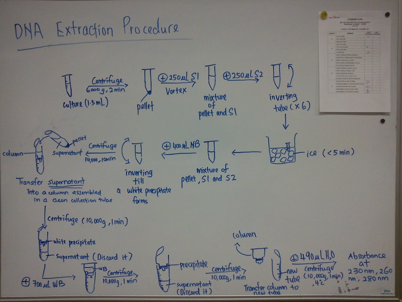 The Guys Of Bioprocess Technology: Lab 6: Extraction of Plasmid DNA ...