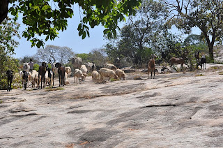 High On Wilderness: The sweet smelling forests of Thally
