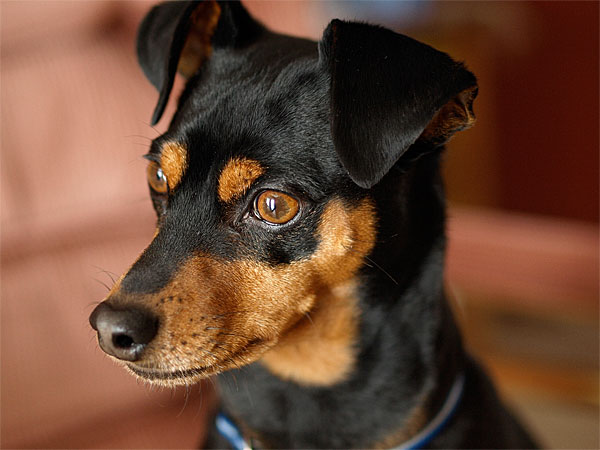 Animal Encyclopedia: Miniature Pinscher