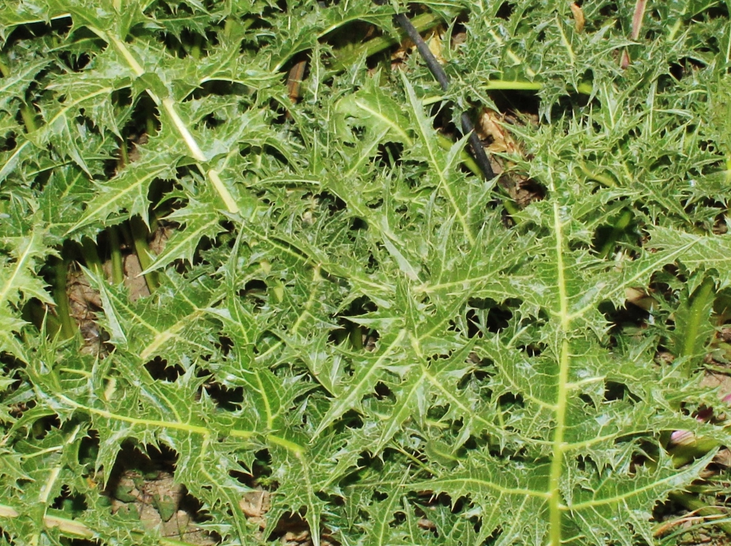 Biodiversity of Cyprus by NGO Protection of the Natural Heritage and ...