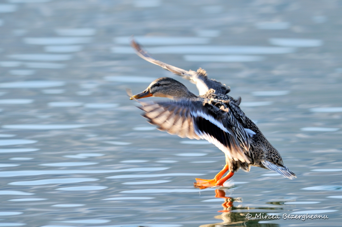 Sa vorbim despre Rațe