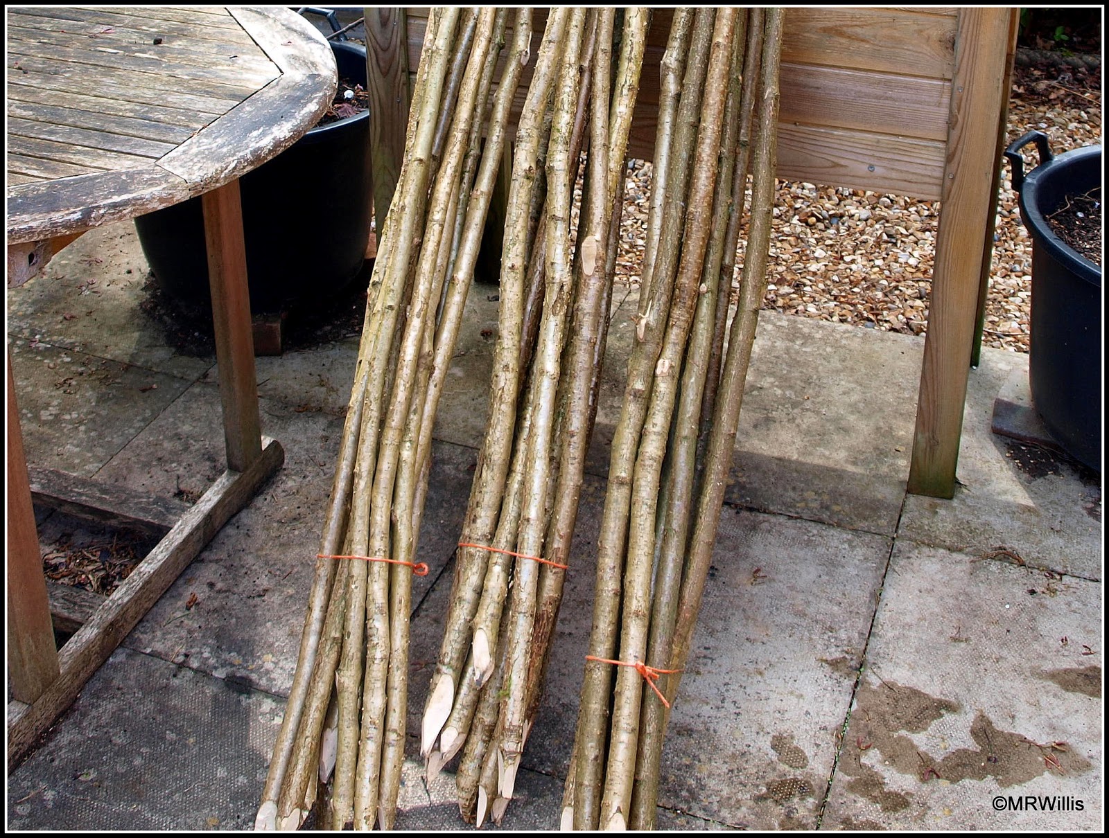 Mark's Veg Plot: Hazel beanpoles