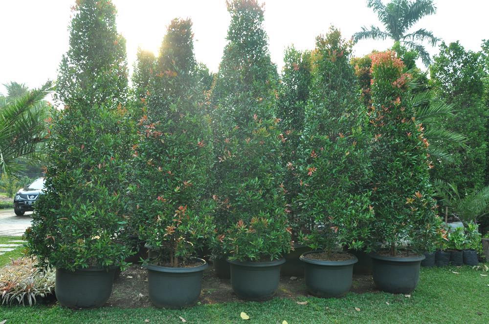 POHON / TANAMAN PUCUK MERAH