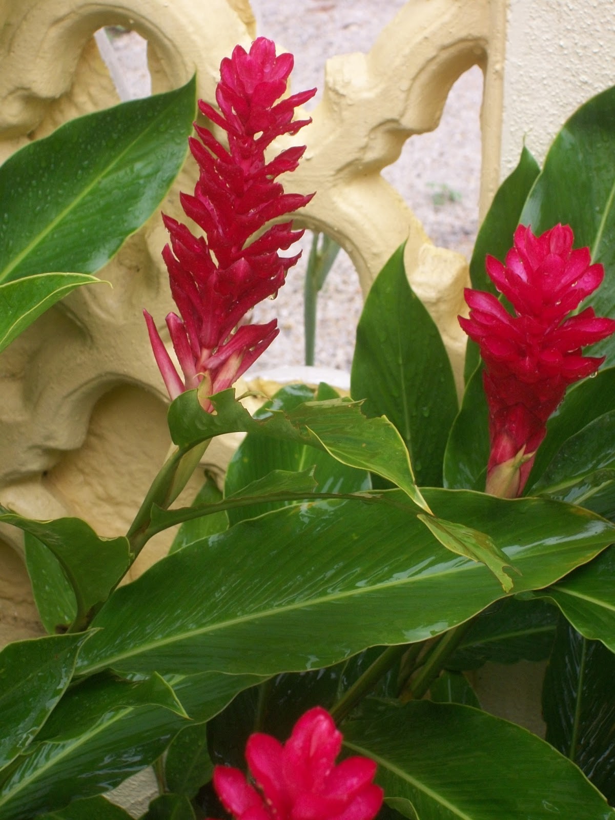 Pondok Rahmat: Manusia Mandi Bunga, Bila Bunga Mandi Hujan?