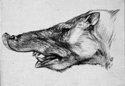 HISTORIAS ZOOLOGICAS: JOHN BELL HATCHER: UN CAZADOR DE FOSILES EN LA ...