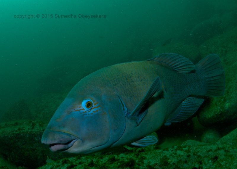 The Pearly Gates: [UW Photo A084] Blue Grouper