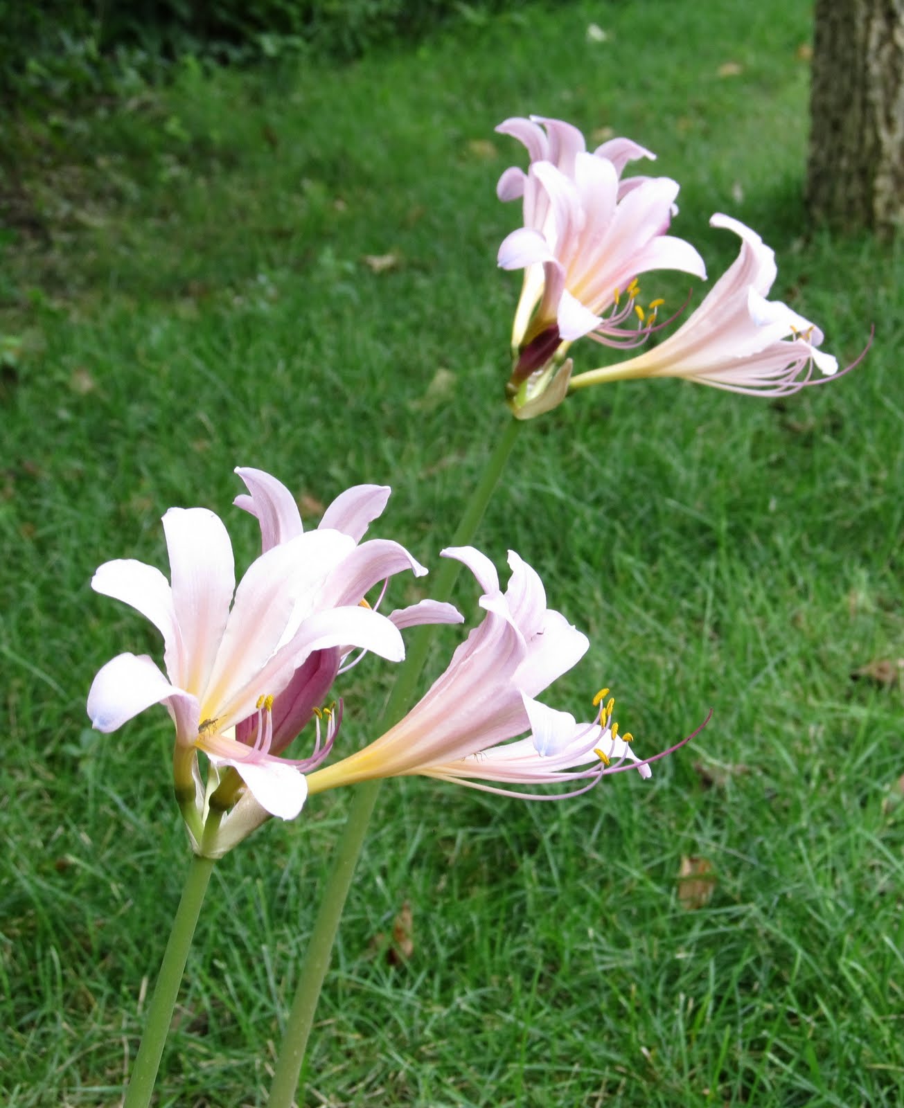 The Blue Iris: August 2011