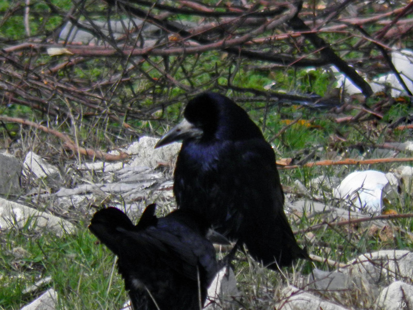 PASARI DIN ROMANIA: CIOARA DE SEMANATURA, Corvus frugilegus
