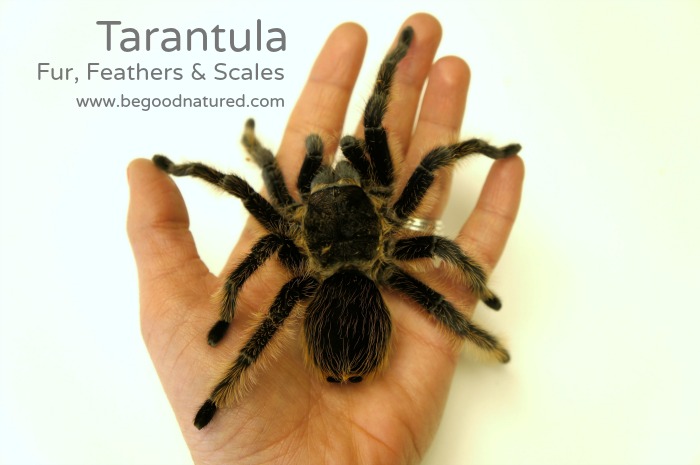 Good Natured: Fur, Feathers & Scales - Tarantula