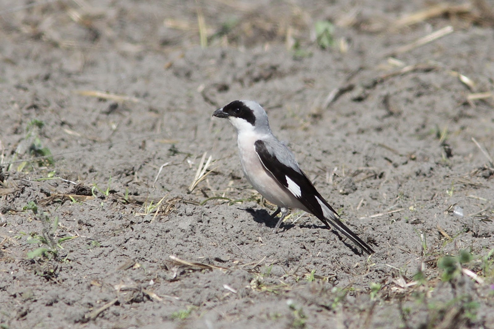 De Vogelaars: Kleine Klapekster in de Elsgeesterpolder, Voorhout (ZH ...