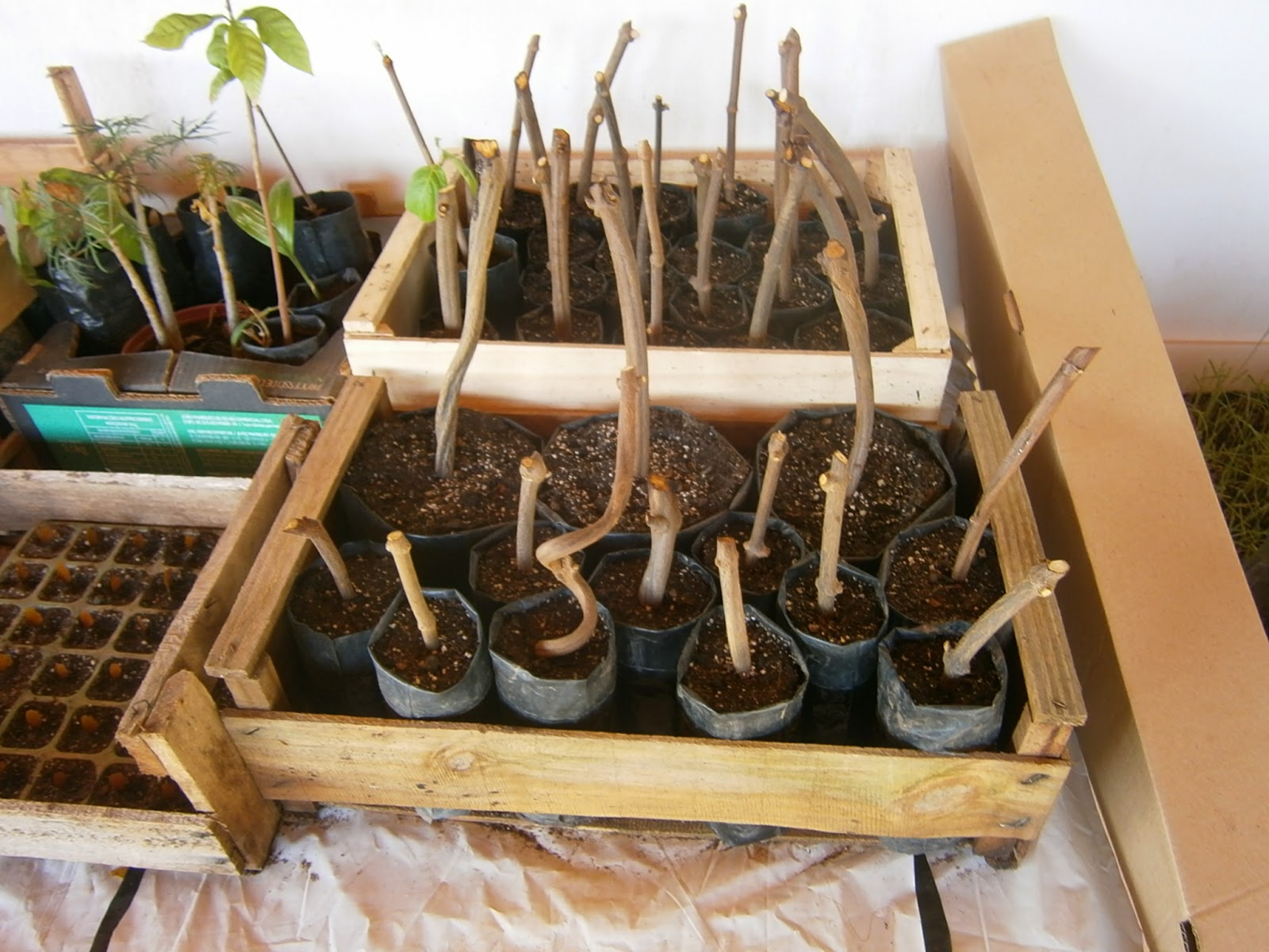 Zelando pela Chacrona e pelo Jagube: Mudas de Jagube a partir de Estacas