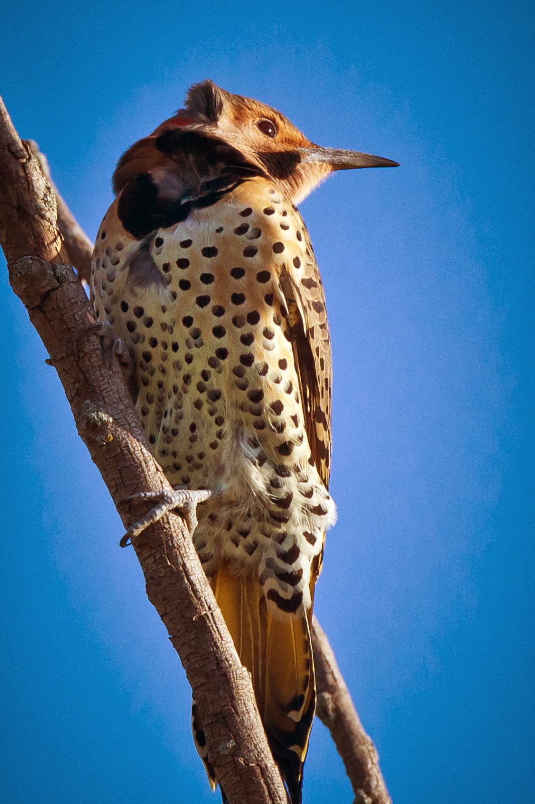 Feather Tailed Stories: Northern Flicker, Havenwoods State Forest