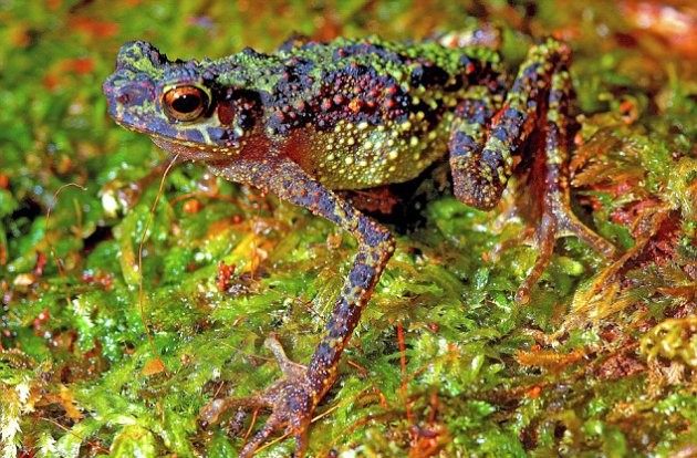 KATAK SUNGAI SAMBAS: Spesies Langka Paling Dicari Di Dunia - MISTER ...
