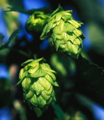 Summit Wahl's Brew: So what is beer?