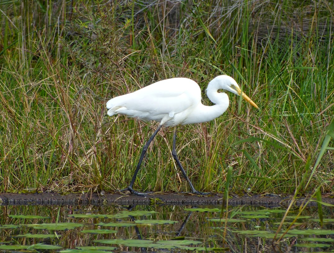 National Park Odyssey: Pelican Forest Track, Pelican Waters, Golden ...