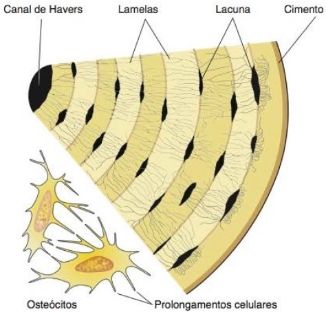 ssdocorpohumano: dezembro 2017