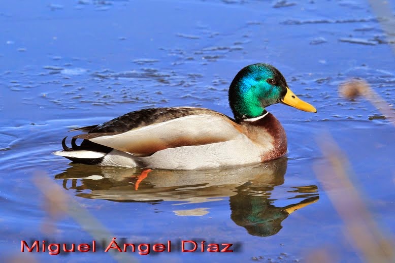 Cuaderno de Campo: Ánade real (Anas platyrhynchos)