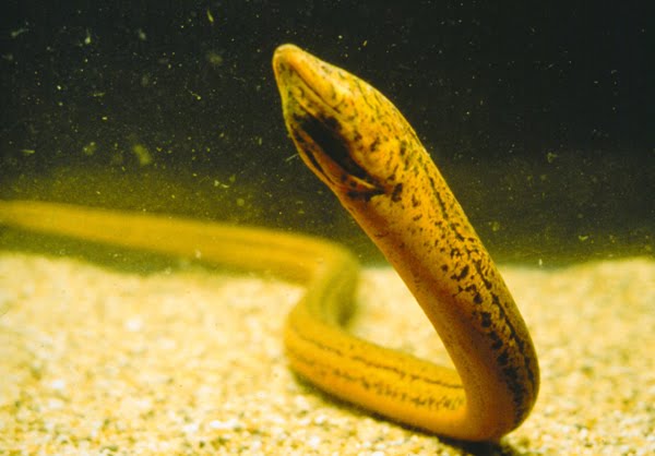 Mania de Aquário: Mussum