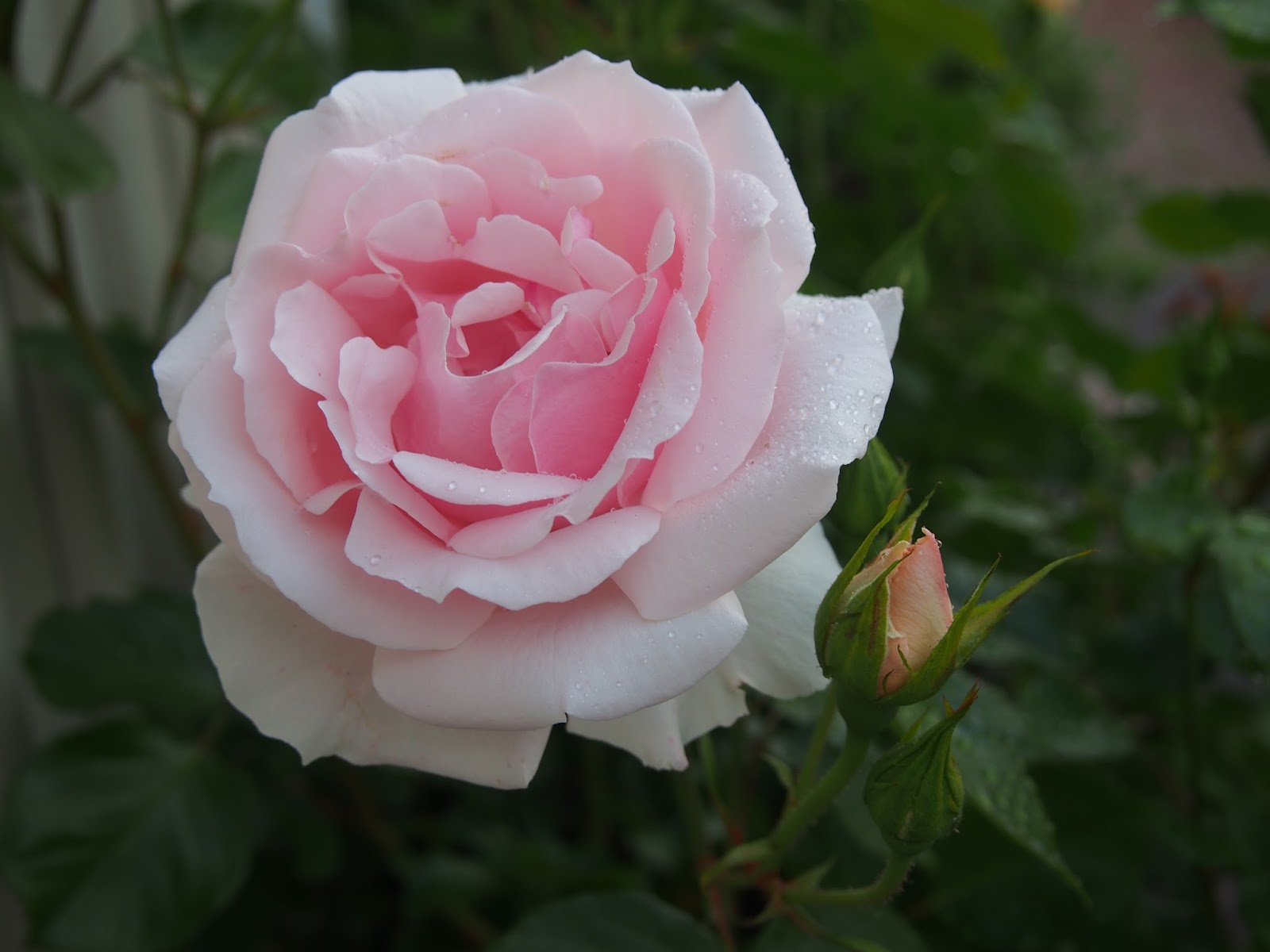 Pikkupioni: KOTILIESI -RUUSU