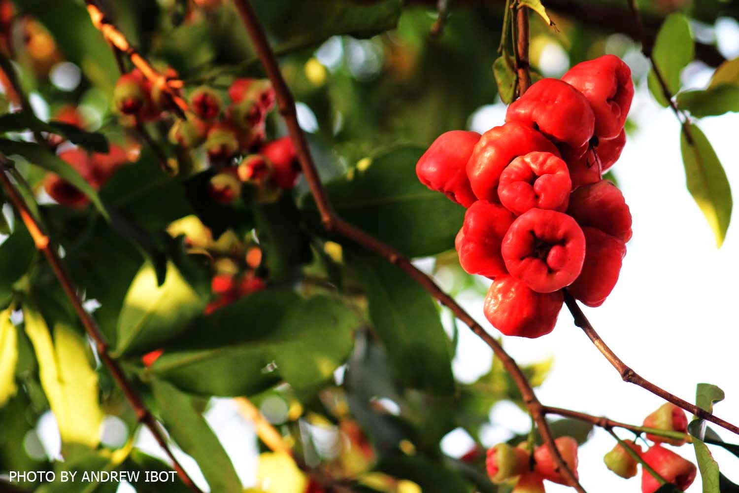 Ako si ANDREW IBOT!: Makopa