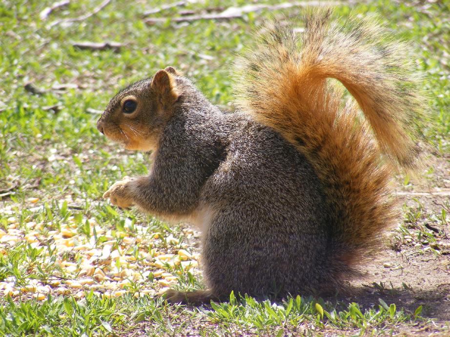 My Journey To Mindfulness: Deer and Fox Tail Squirrels
