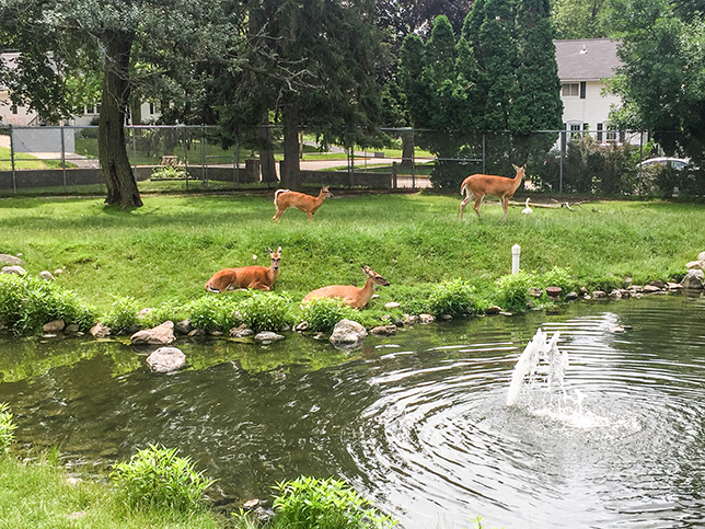 A Zoo in Baraboo - Ochsner Park