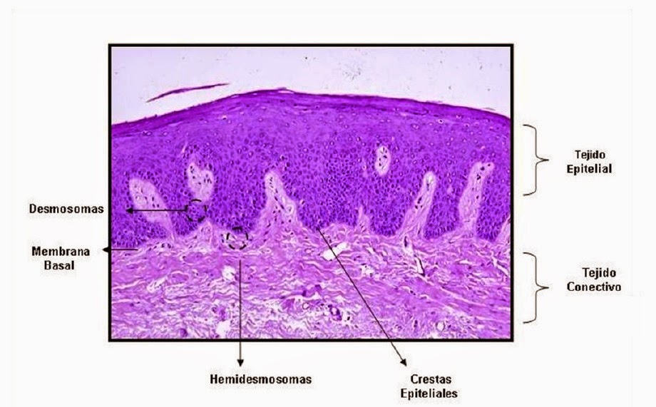 Laboratorio de ciencias: La ciencia del microscopio (p.3)