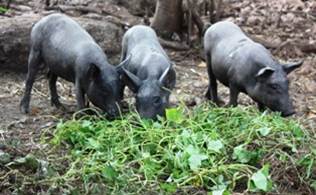 Minor Species Production Technologists (257671), (S.E.N.A) - Apartado ...