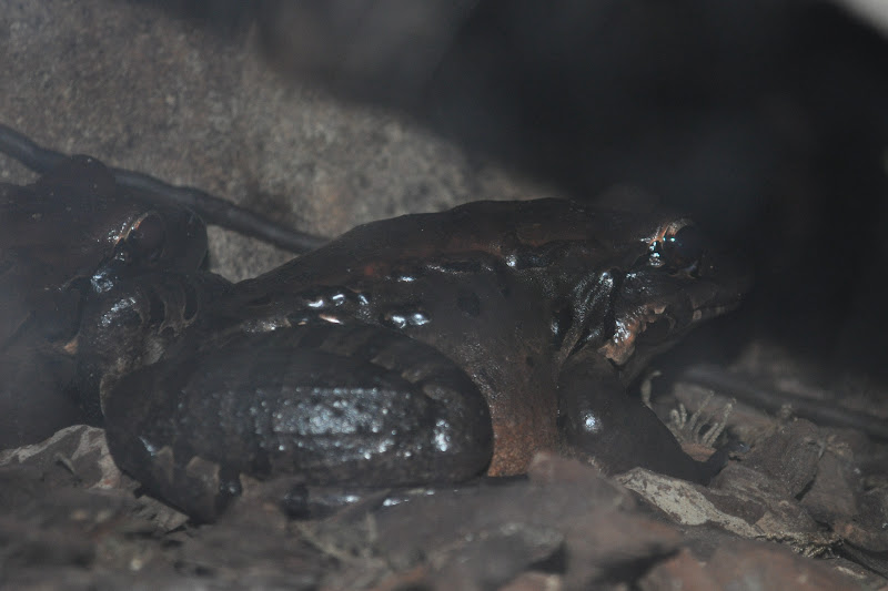 ZOOTOGRAFIANDO (6.096 ANIMALS): RANA GIGANTE DE ISLA MONTSERRAT / GIANT ...