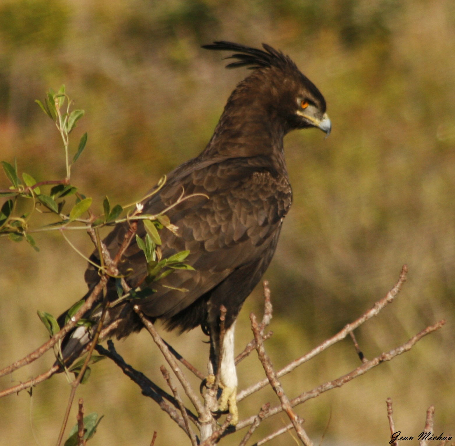My life in The Bush: Long Crested Eagle