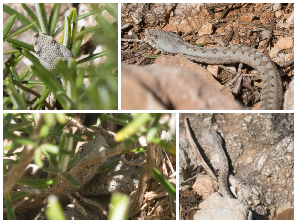 Víbora hocicuda en el Coll de Carabasses | Parc Natural dels Ports