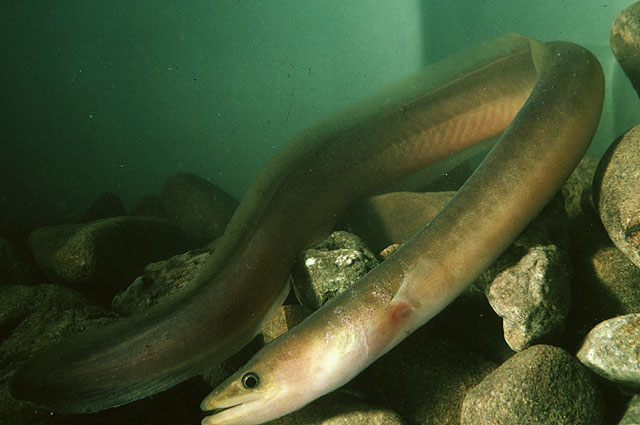 Level finned eel / kalu aandha (Anguilla bicolor) | FRESHWATER FISHES ...