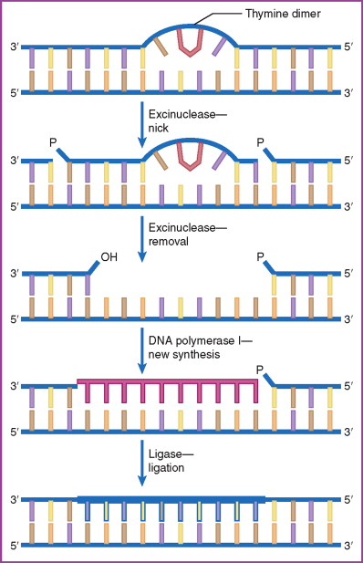 Apa itu Nucleotide Excision Repair? - EDUBIO