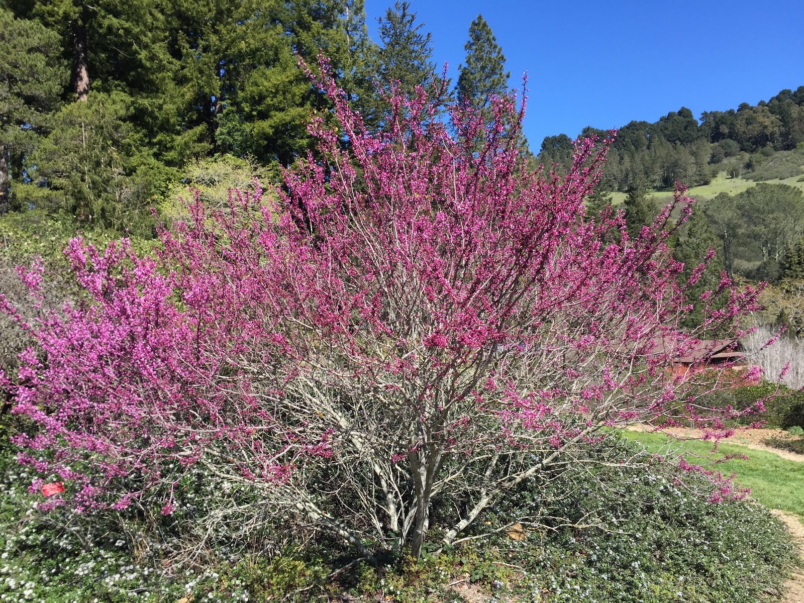 Manzanita Mania!: Hello, My Name is...Western Redbud