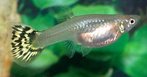 Ciri Ciri Ikan Guppy Bunting - CloenFrost
