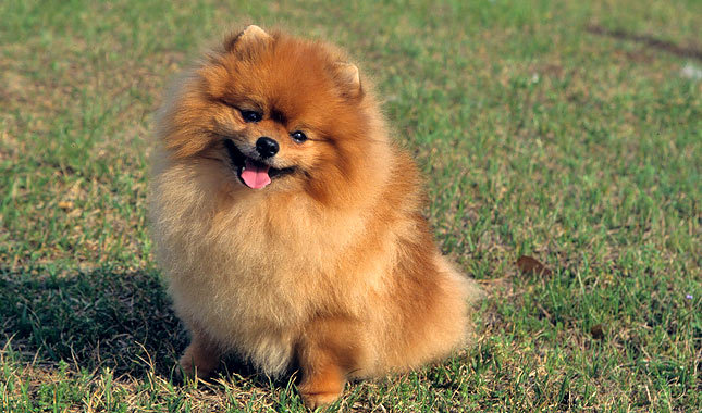 Anjing Pomeranian Cantik | Gambar Foto Anjing